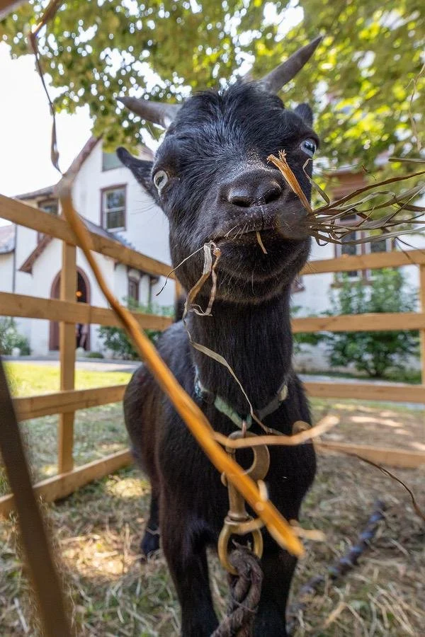 An interview with 5-year old about Lincoln’s Cottage Homecoming (and ...