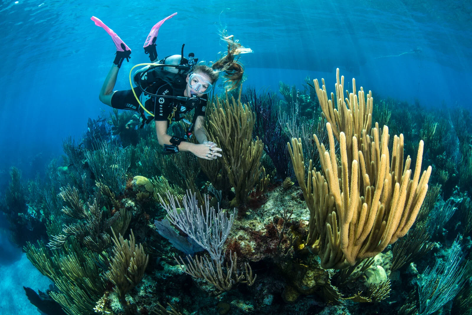 Gallery — Dive Bermuda at Fairmont Southampton