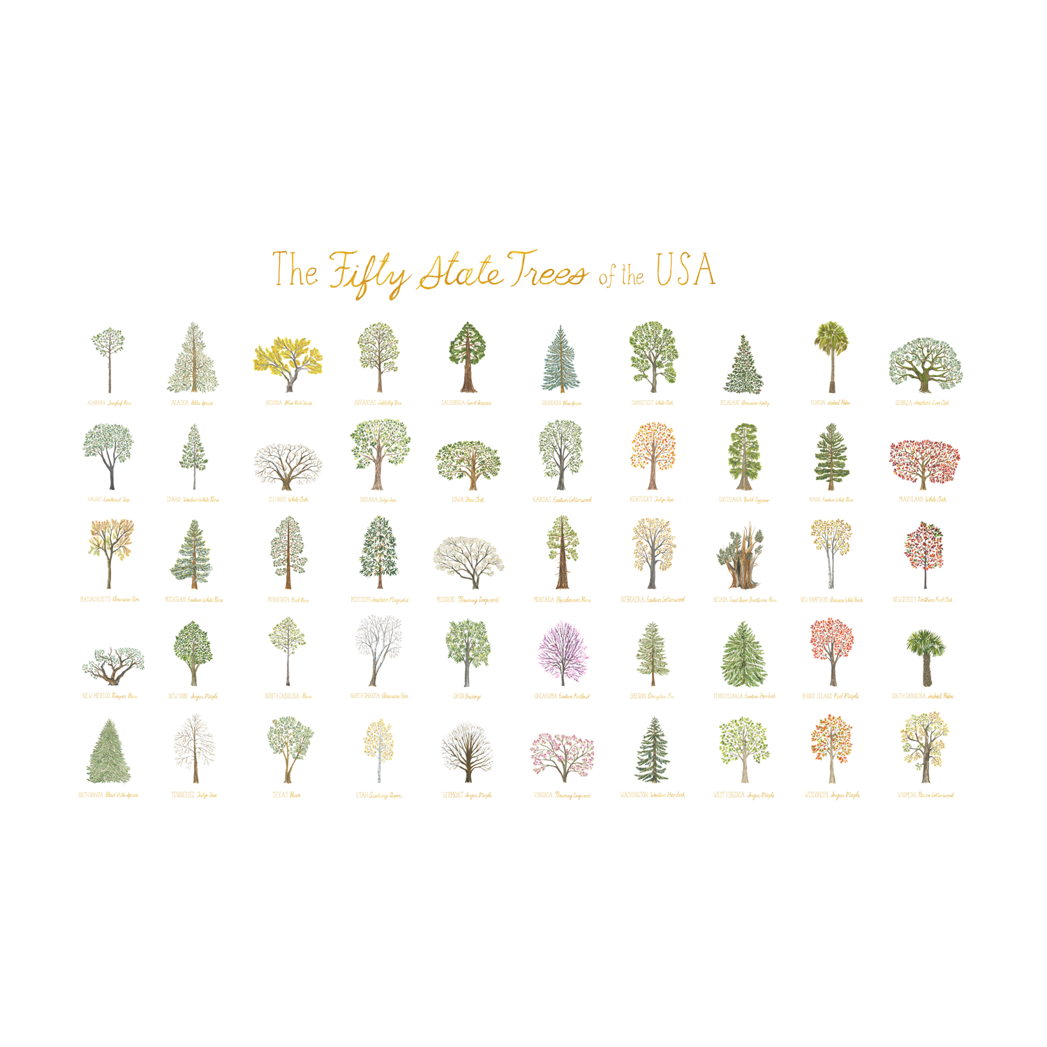 National Park Map Checklist — Erin Vaughan | Illustration