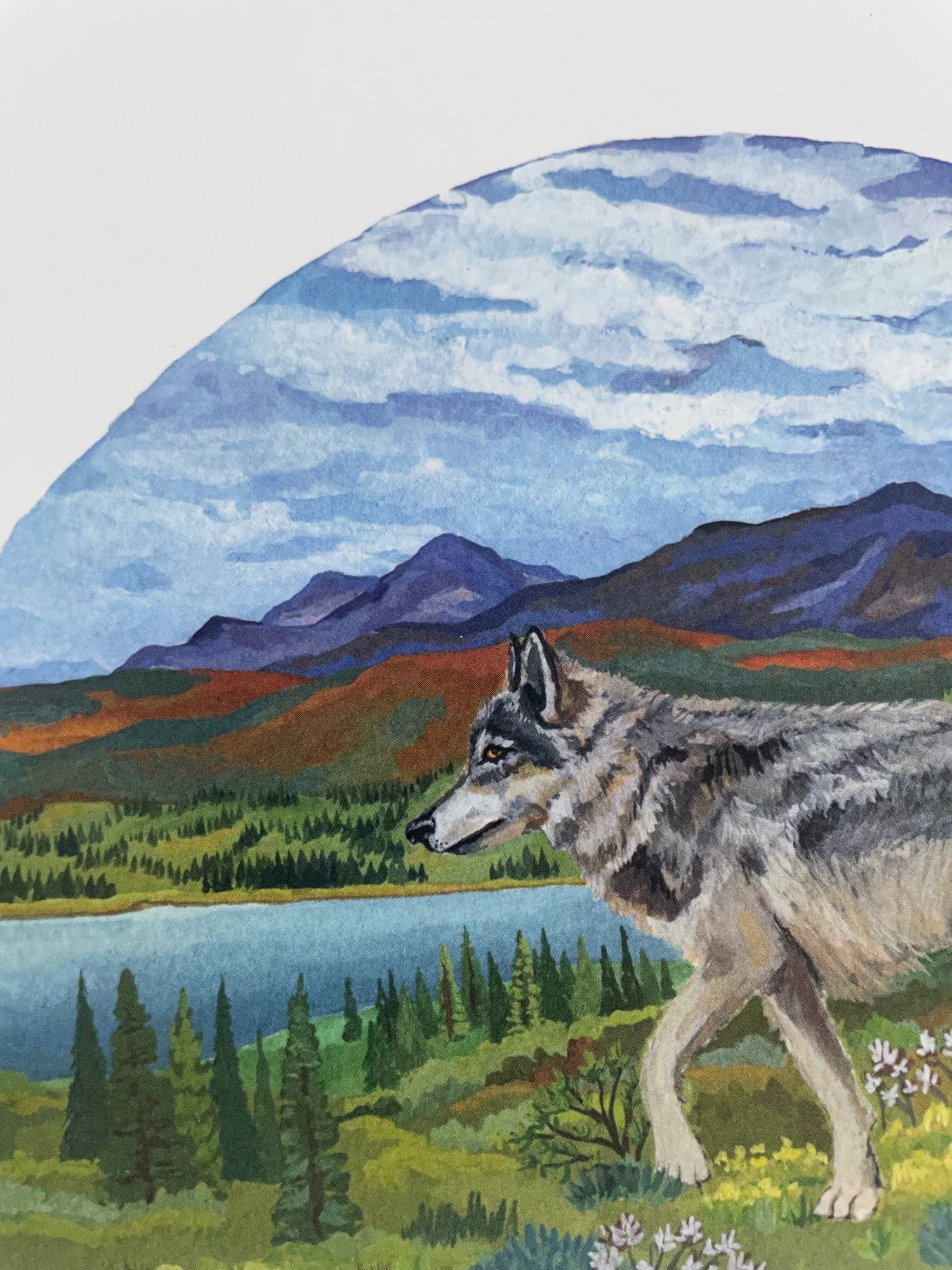 Gray Wolf Pictures To Print