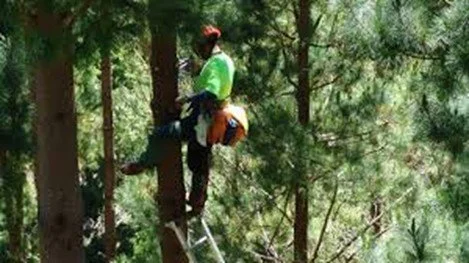 Contractors — Venture Forestry