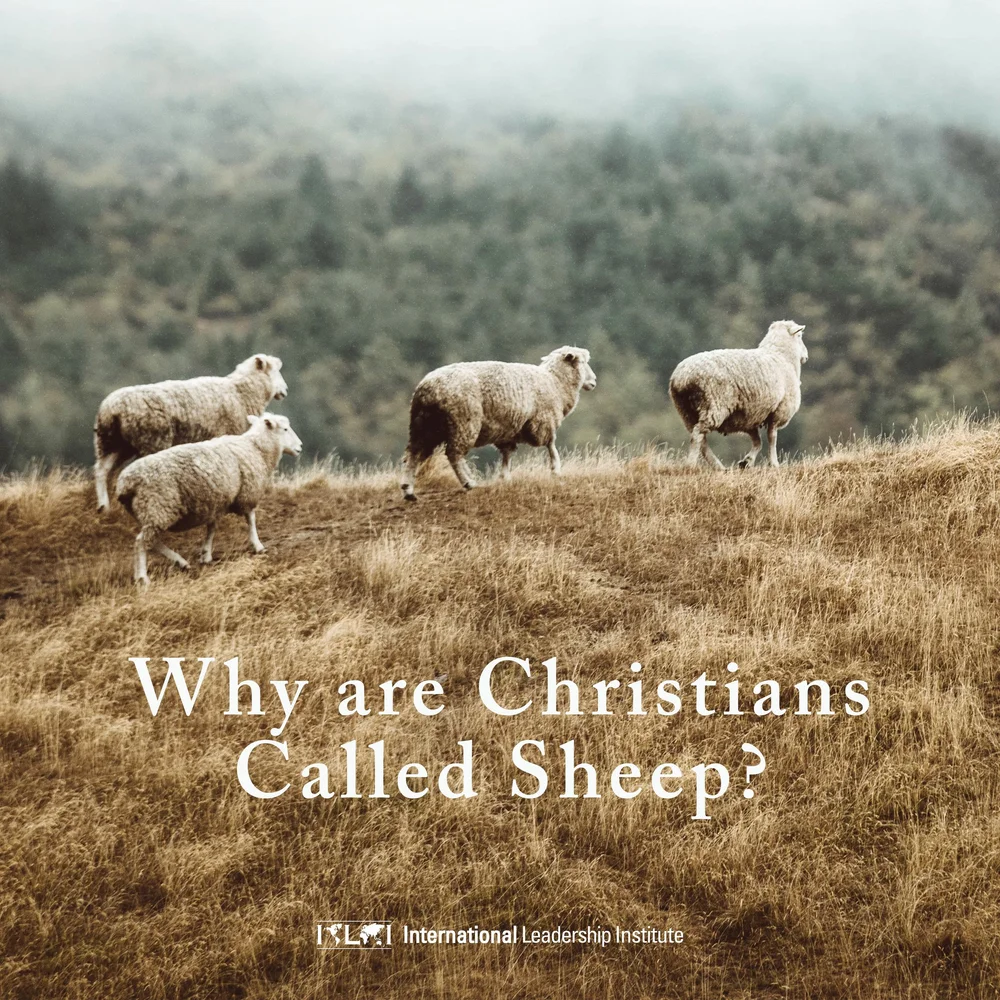 Why are Christians Called Sheep? — BLOG POSTS — ILI Team