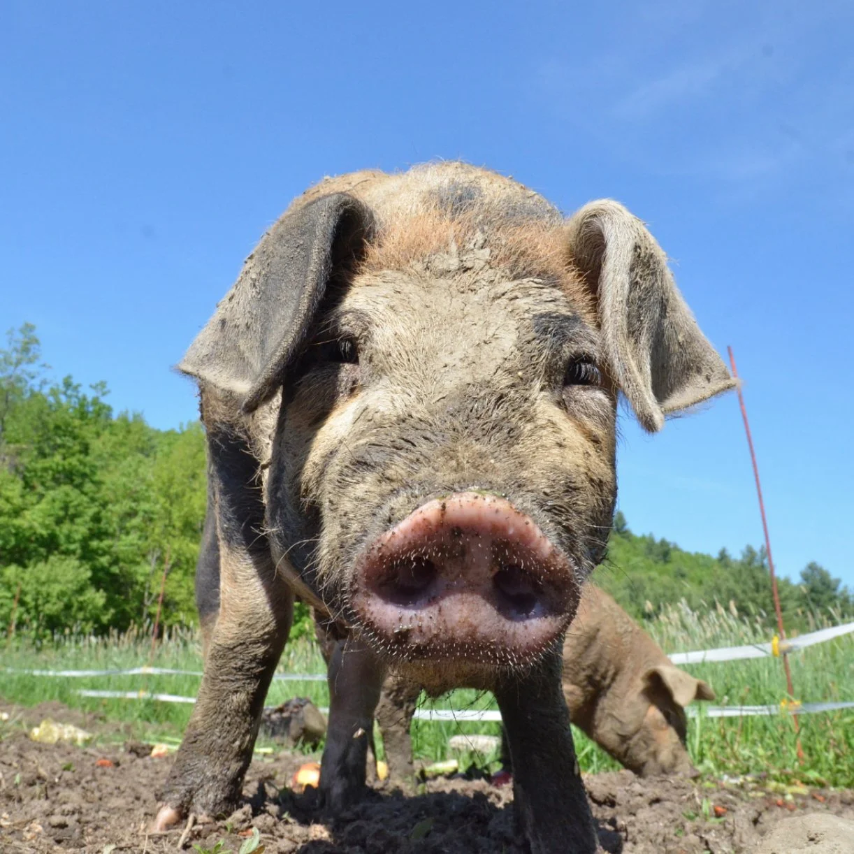 About the Farm — red gate farm