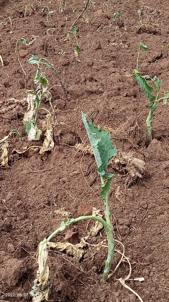 Land Purchase in Waitaluk, Kenya — NEEMA PROJECT