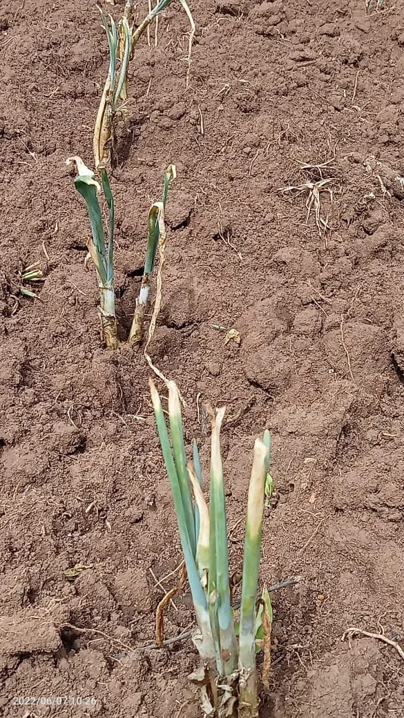 Land Purchase in Waitaluk, Kenya — NEEMA PROJECT