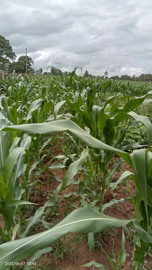 Land Purchase in Waitaluk, Kenya — NEEMA PROJECT