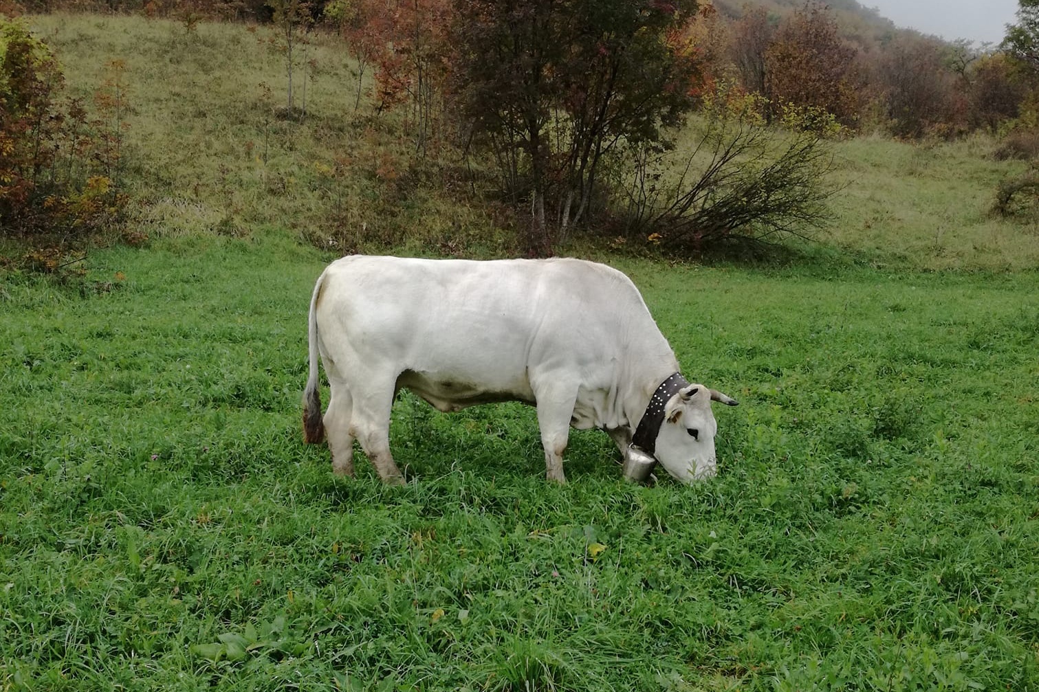 Matese Ranch–Vacca Marchigiana pluripara 10 anni