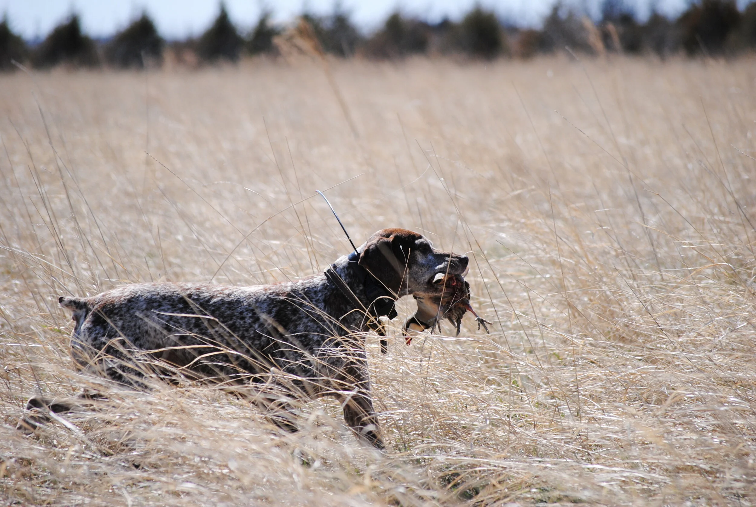Gun Dog Memorial
