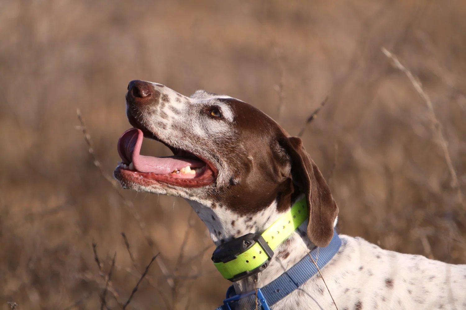 Gun Dog Memorial