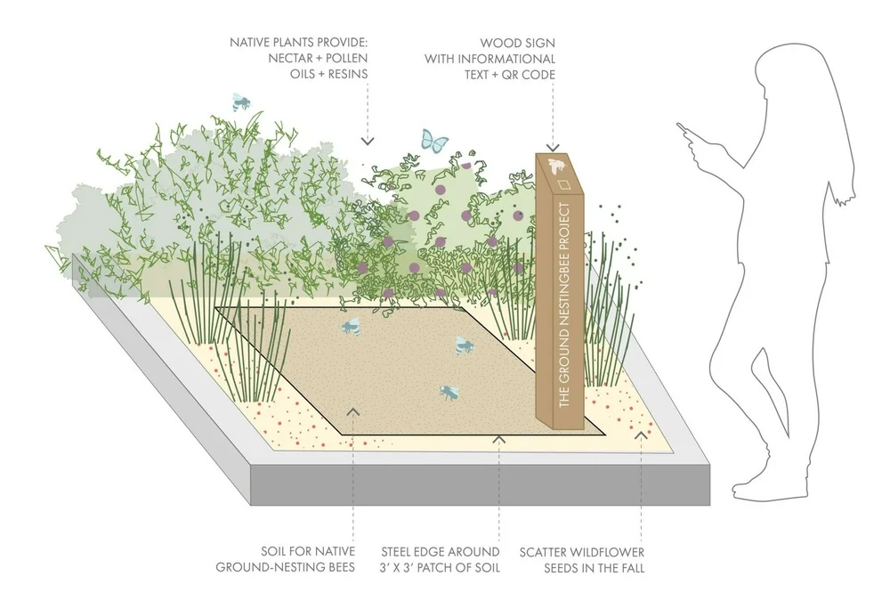 The Ground-Nesting Bee Project — MIRIDAE