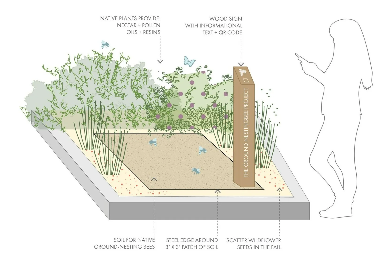 The Ground-Nesting Bee Project — MIRIDAE
