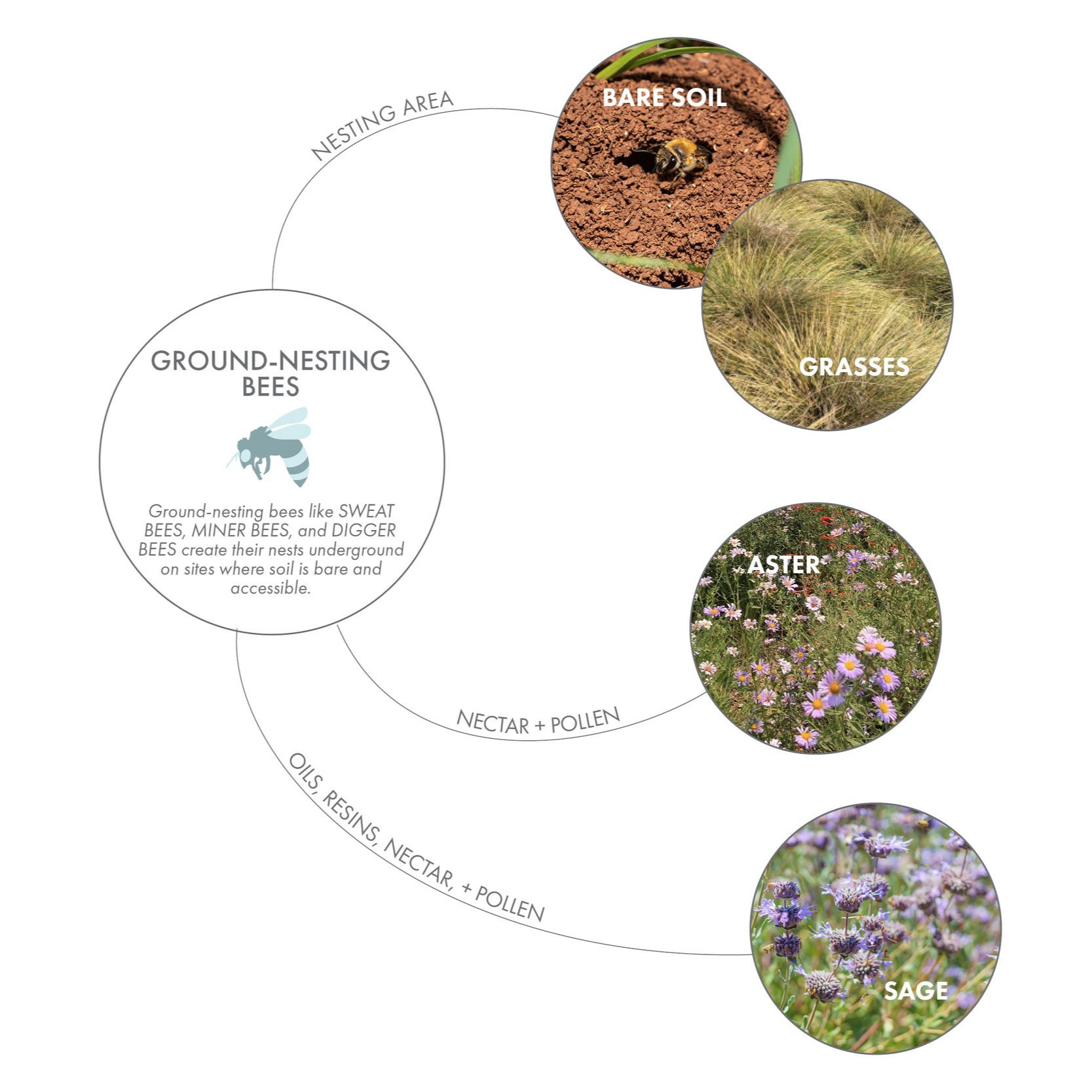 The Ground-Nesting Bee Project — MIRIDAE