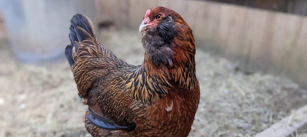 Chicken Breed Information Scotts Valley Feed