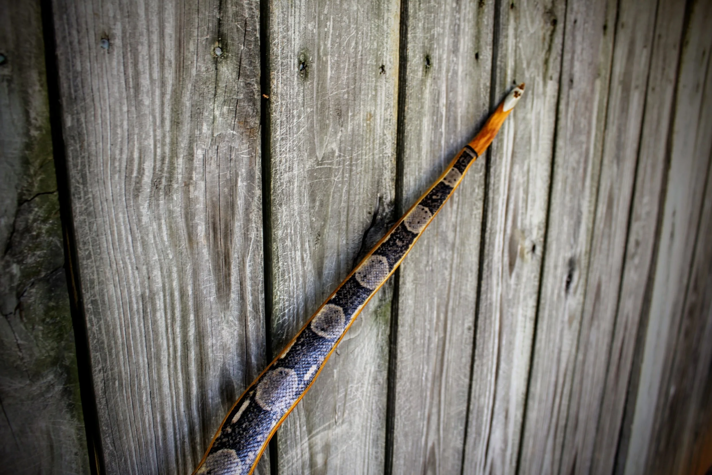 Bows for Sale — Swiftwood Bows