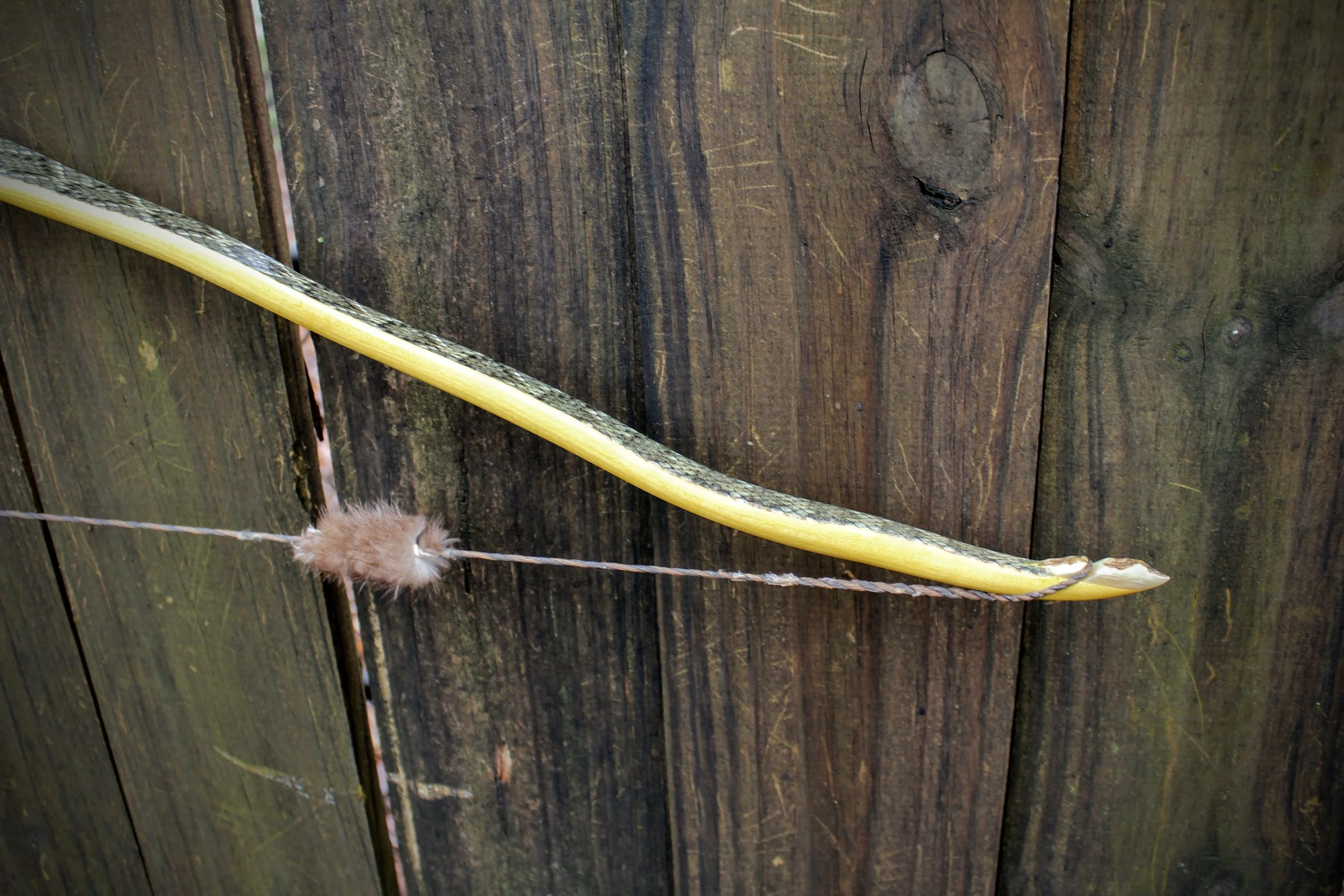 Bows for Sale — Swiftwood Bows