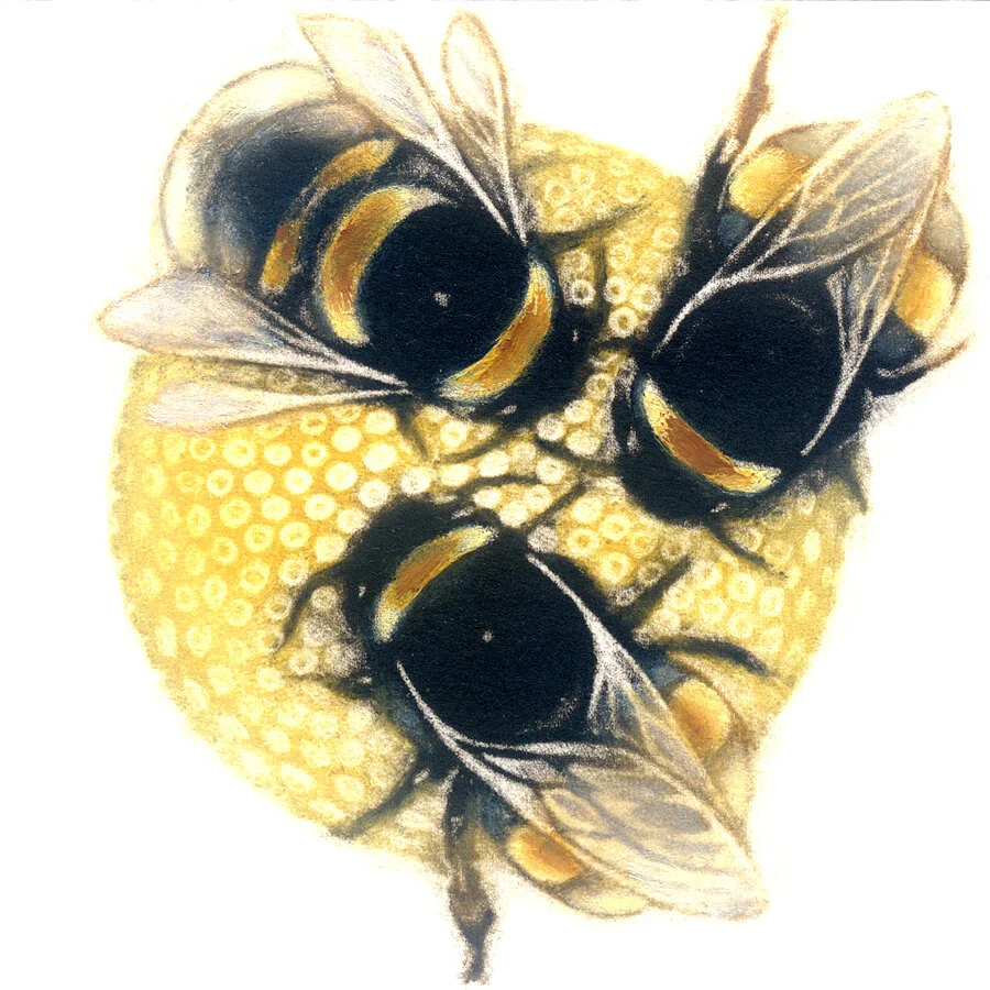 Louise Bird — cambridge contemporary art