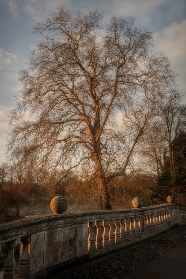 King’s London Plane by Martin Bond — cambridge contemporary art