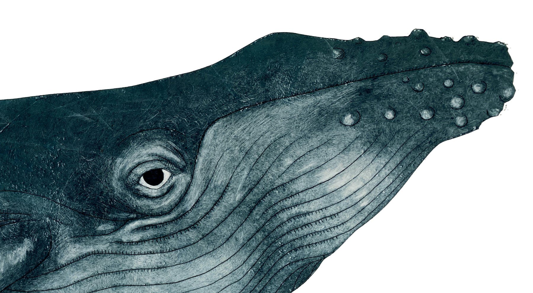 Steph Renshaw — cambridge contemporary art