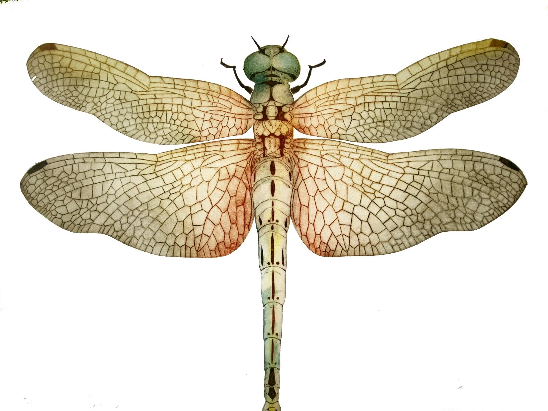 Steph Renshaw — cambridge contemporary art