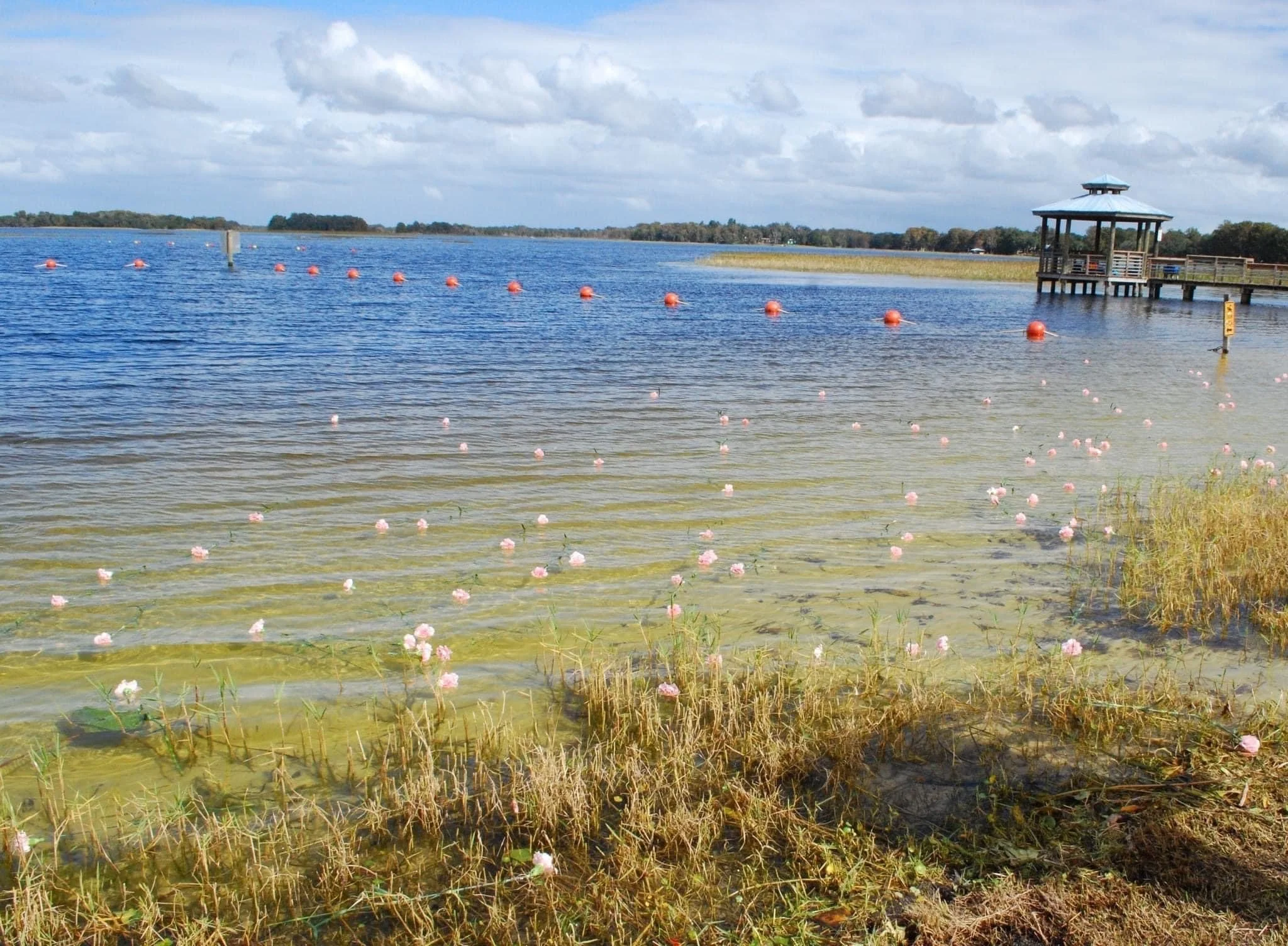 PINK DRAGON LADIES®