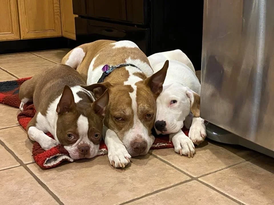 Adoptable Dogs through For the Love of Dogs Vermont — For the Love of ...