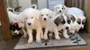 For the Love of Dogs Vermont
