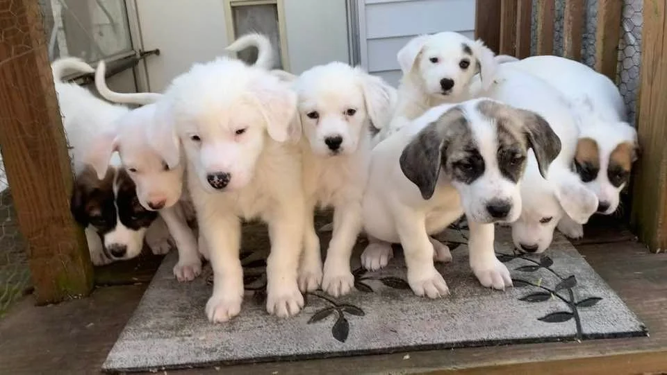 For the Love of Dogs Vermont