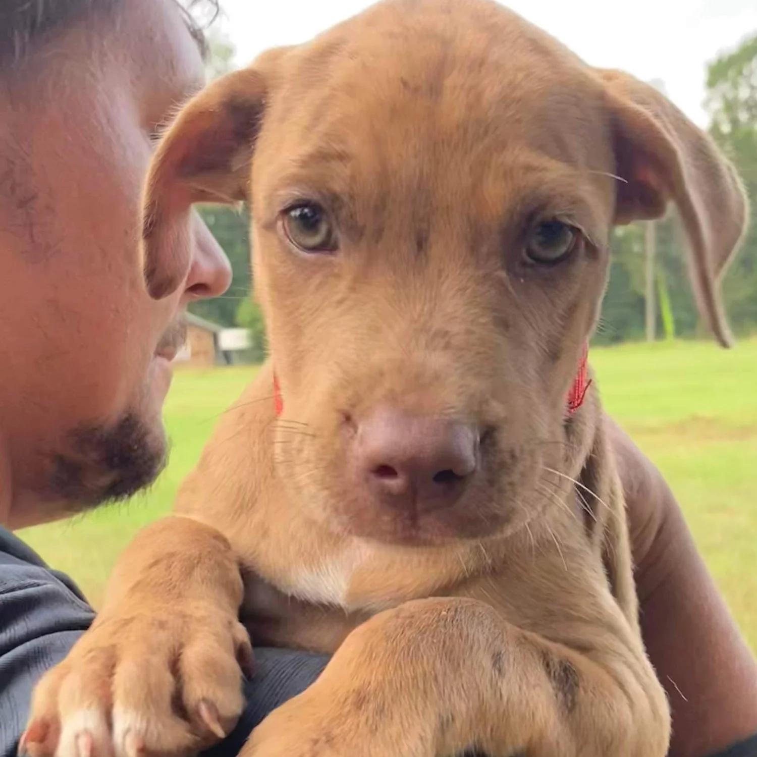 Adoptable Dogs through For the Love of Dogs Vermont — For the Love of ...