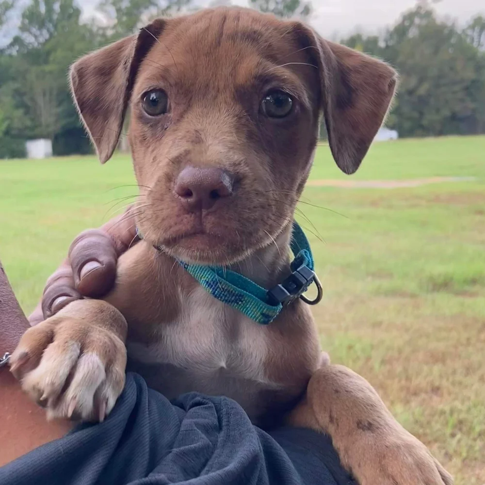 Adoptable Dogs through For the Love of Dogs Vermont — For the Love of ...