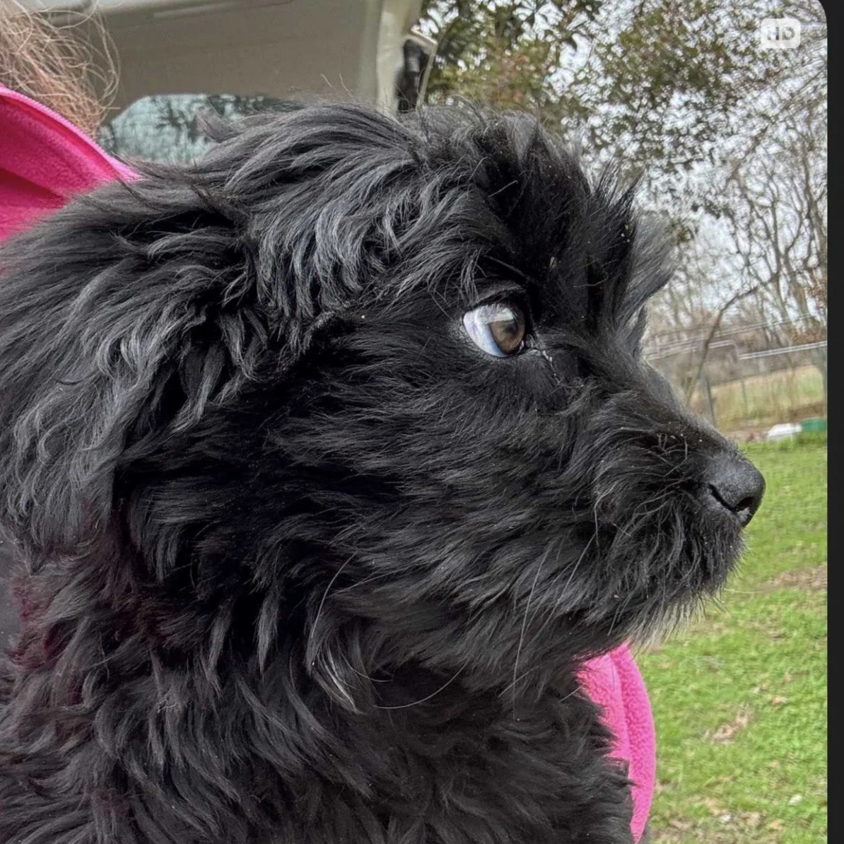 Mindy - The Doodle Mix Sisters — For the Love of Dogs Vermont