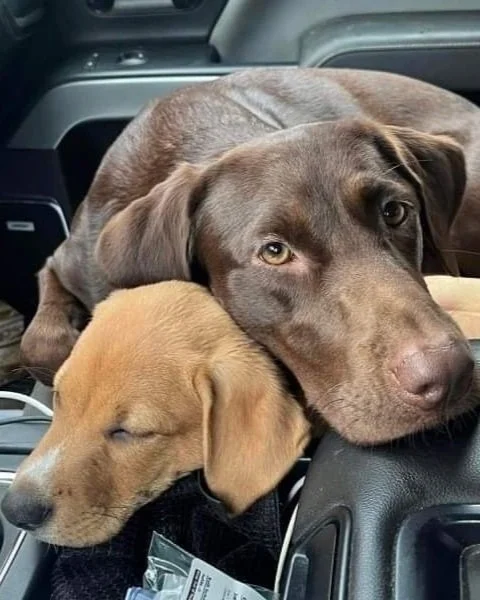 Process & Fees — For the Love of Dogs Vermont