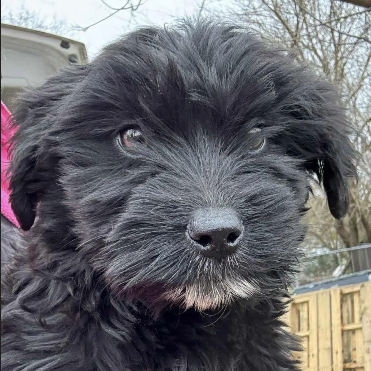 Mindy - The Doodle Mix Sisters — For the Love of Dogs Vermont