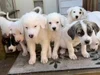 For the Love of Dogs Vermont