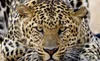 The Leopard of Rudraprayag — History Nuggets
