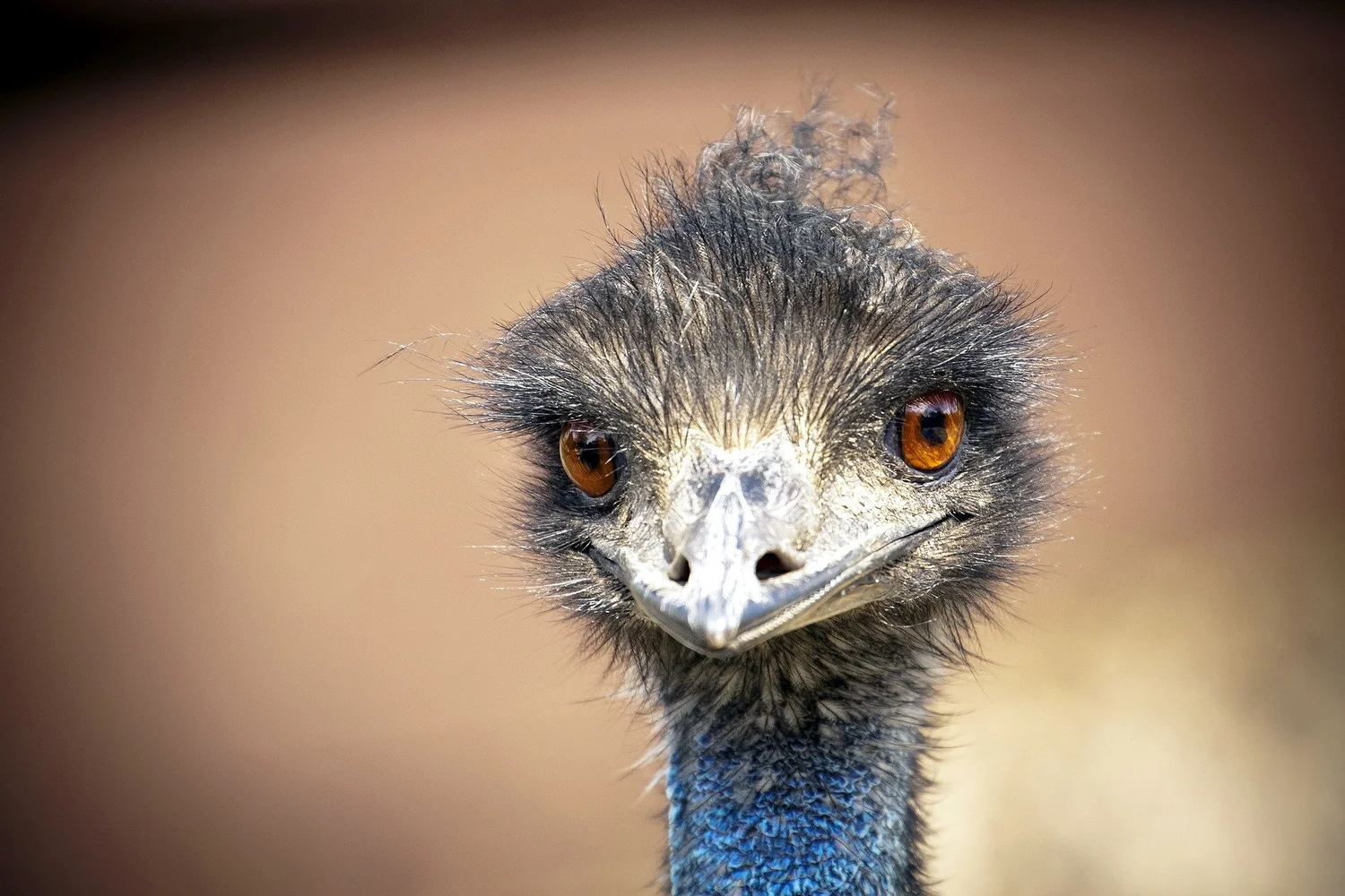 The Emu War — History Nuggets