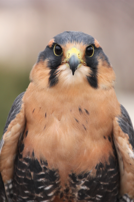 Adopt A Bird — Birds of Prey Foundation | Broomfield, Colorado