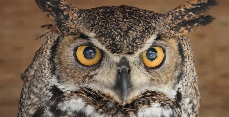 Birds of Prey Foundation | Broomfield, Colorado