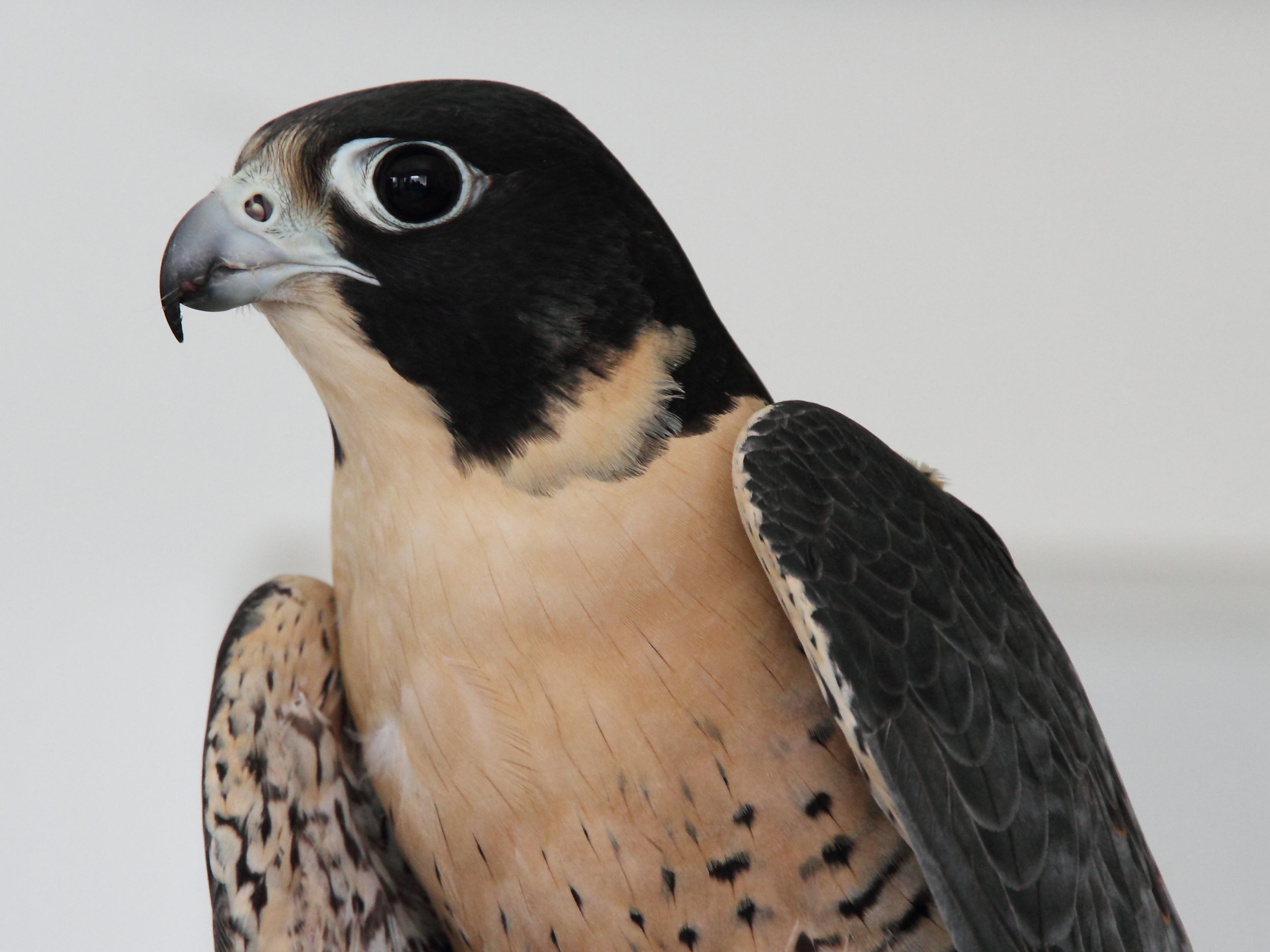 Birds of Prey Foundation | Broomfield, Colorado