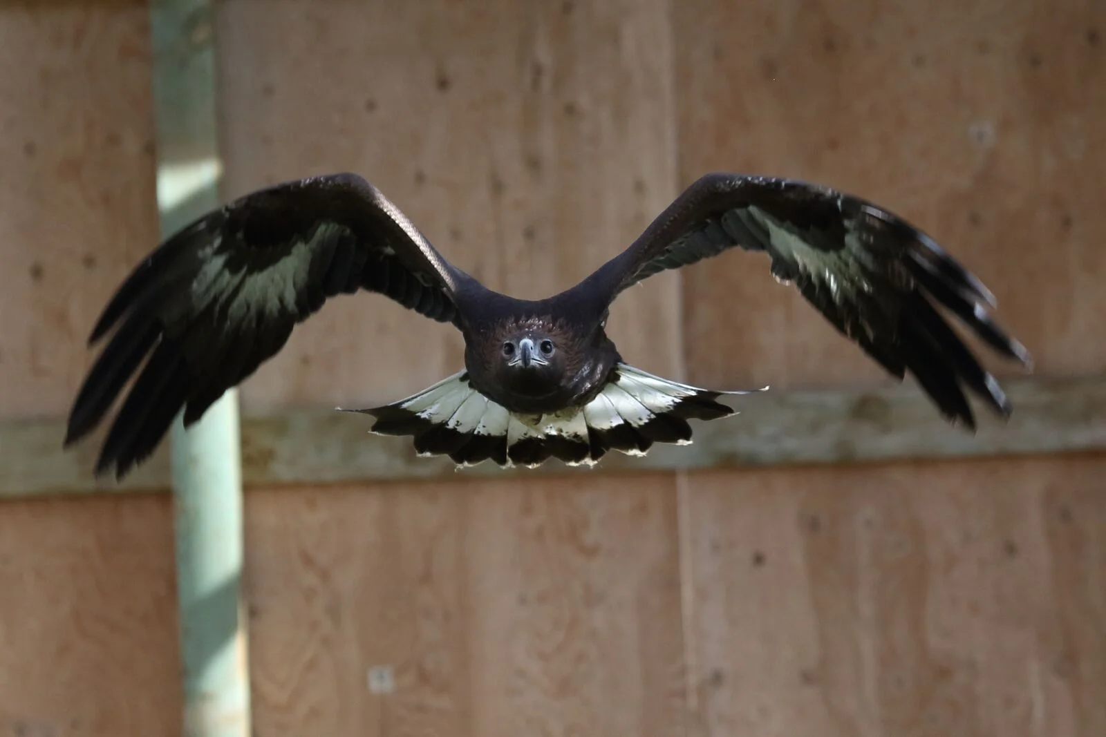 Birds of Prey Foundation | Broomfield, Colorado