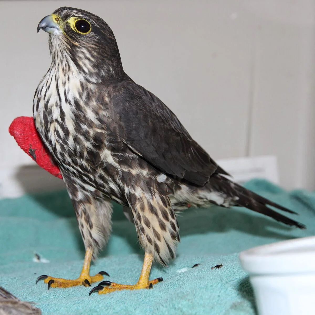 Birds of Prey Foundation | Broomfield, Colorado