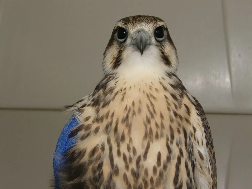 Birds of Prey Foundation | Broomfield, Colorado