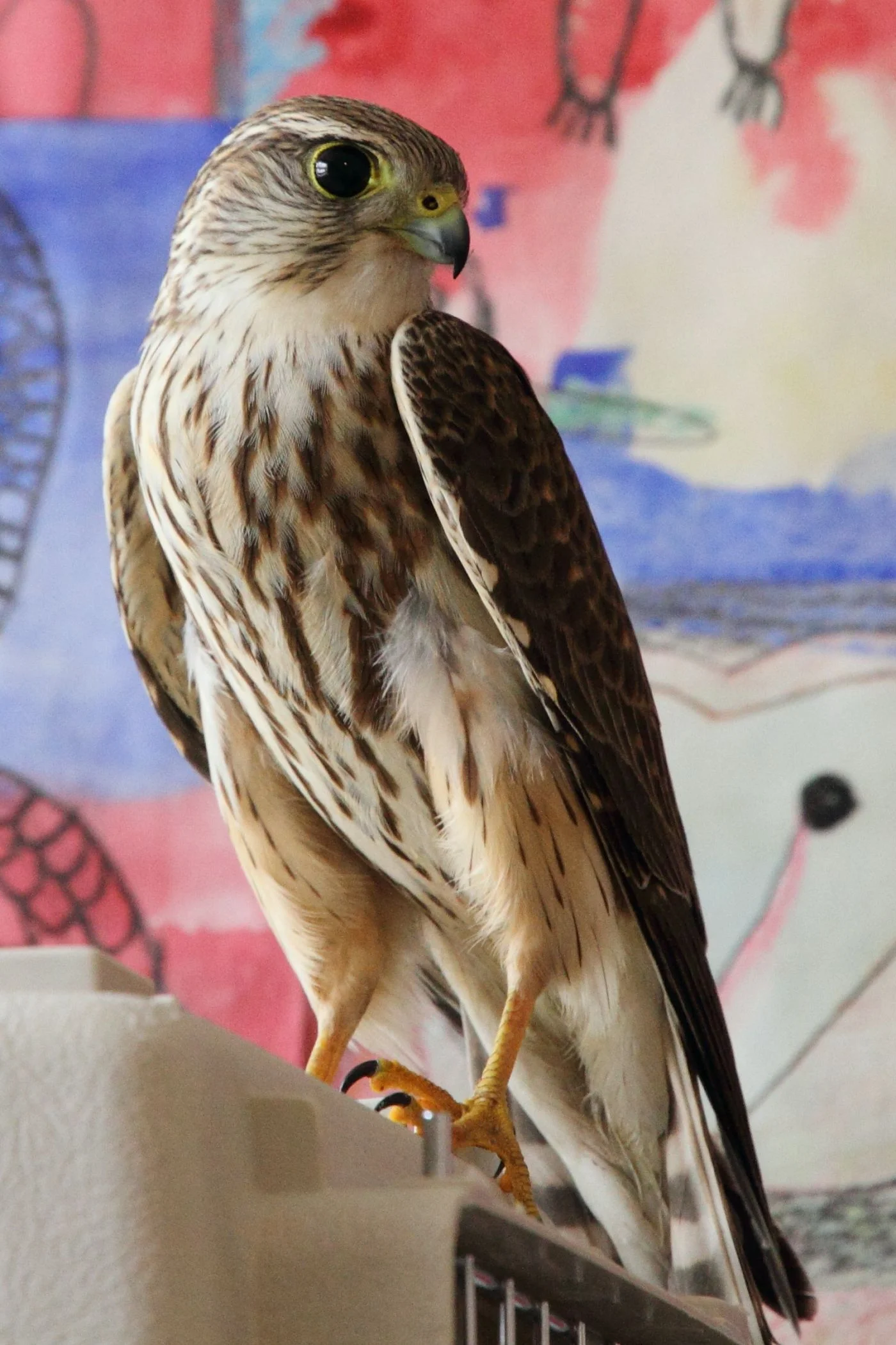 Adopt A Bird — Birds of Prey Foundation | Broomfield, Colorado