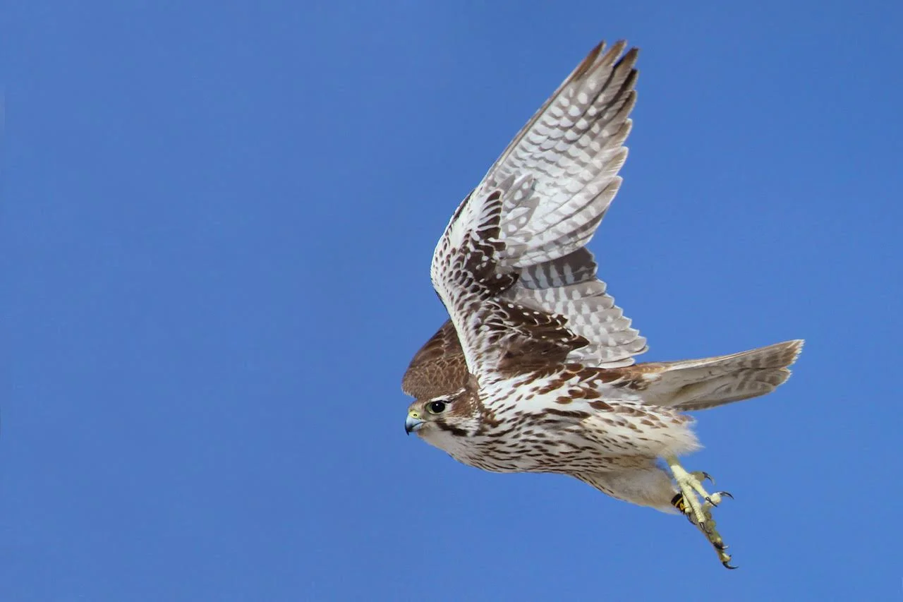Adopt A Bird — Birds of Prey Foundation | Broomfield, Colorado