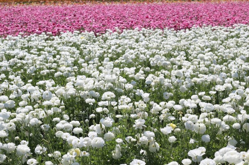 Instagram Guide to the Carlsbad Flower Fields