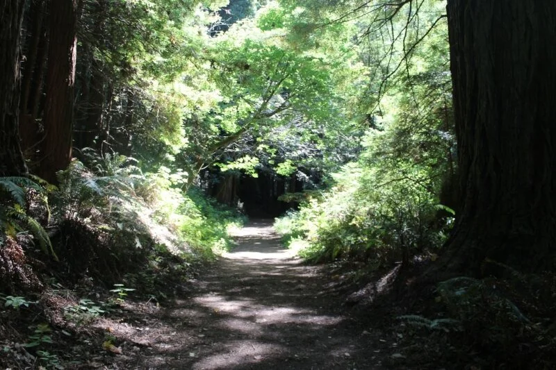 Purisima Creek Redwoods Preserve Hiking Guide