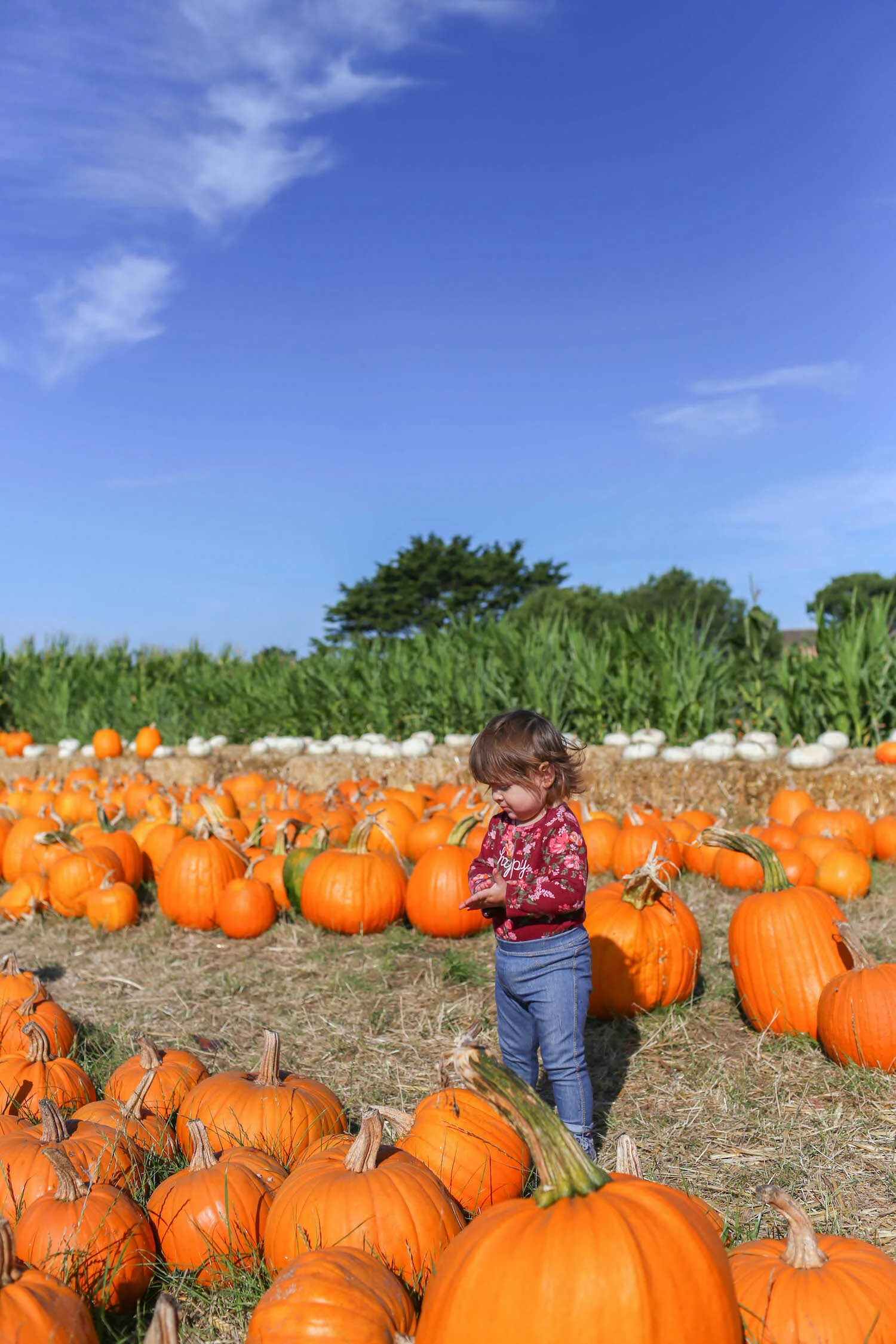 Best Pumpkin Patches and Farms for Photos in Half Moon Bay