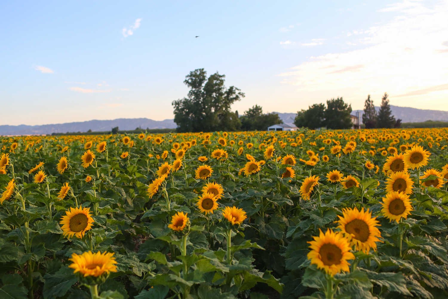 Travel Guide to Yolo County - Hidden Gems & Small Towns to Visit