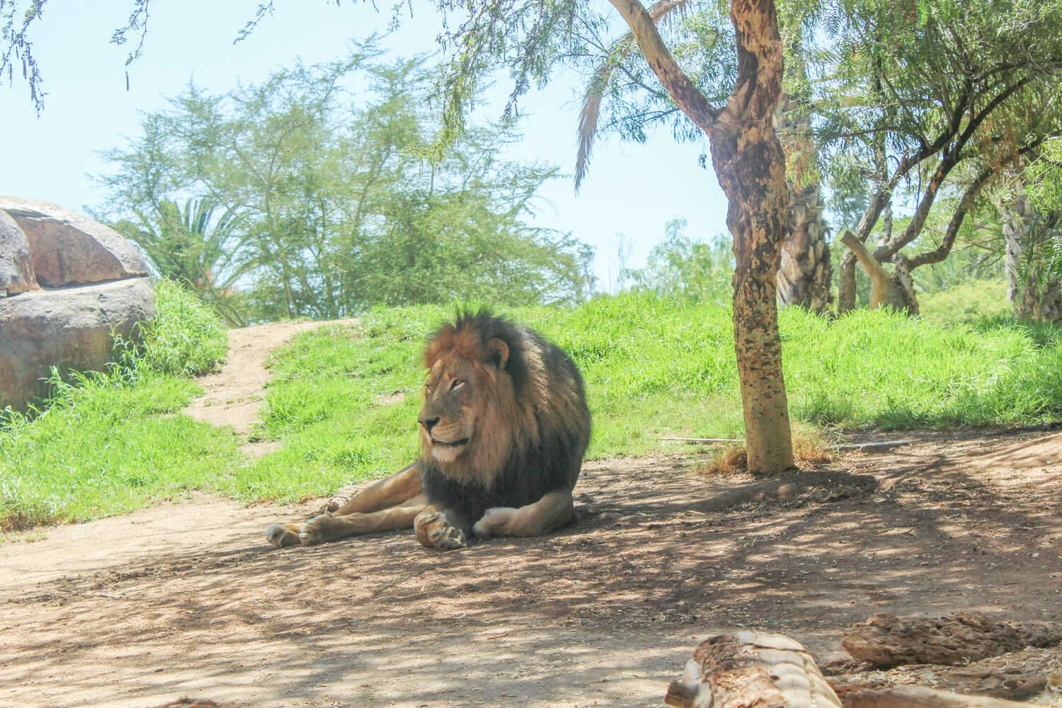 San Diego Zoo vs. Safari Park - Pros and Cons of Each Park