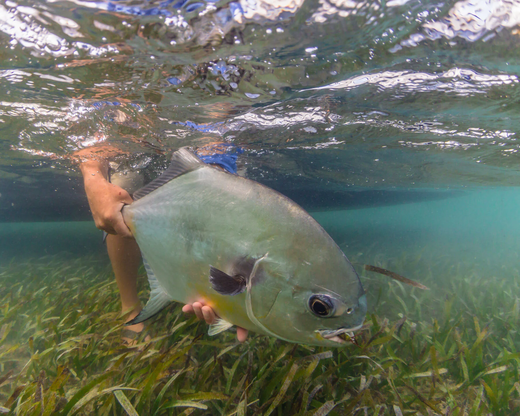 Fishing Species | Blue Horizon Lodge | Belize Fly Fishing