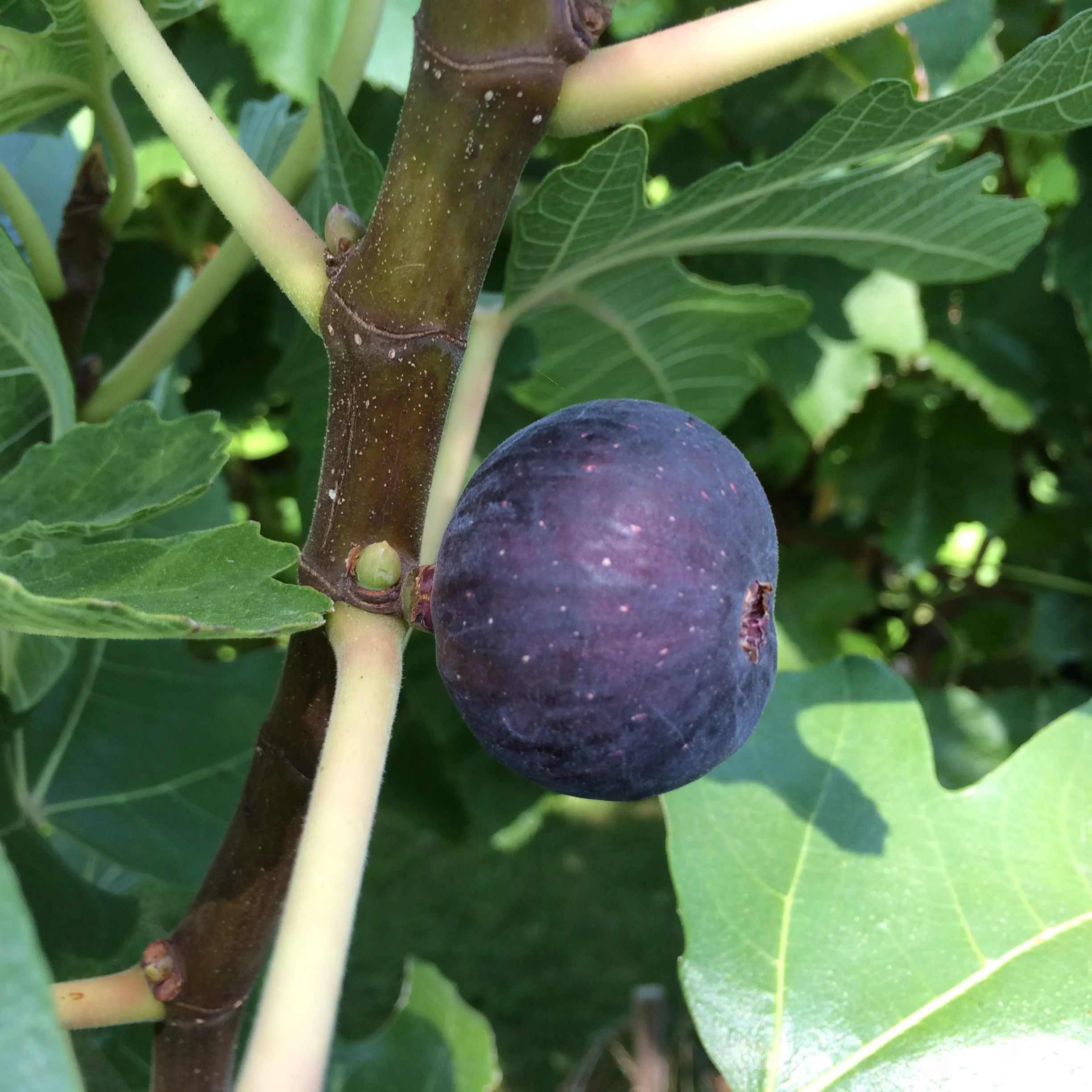 french fig farm